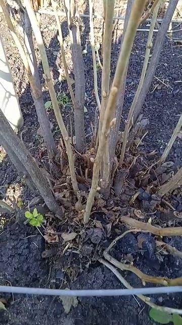 обрезка смородины осенью