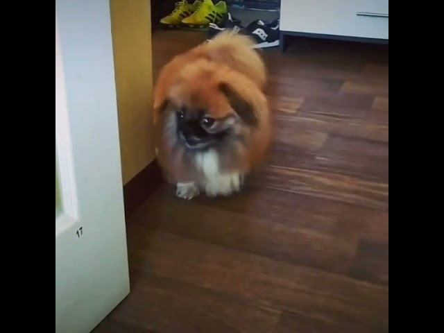 Оскар-красавец пекинес