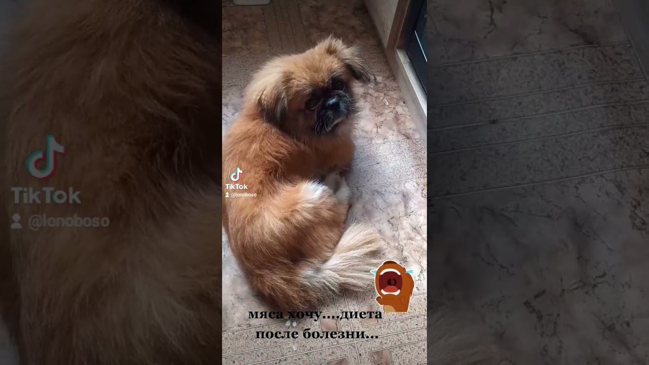 Оскар, пекинес, диета, а мяса хочется