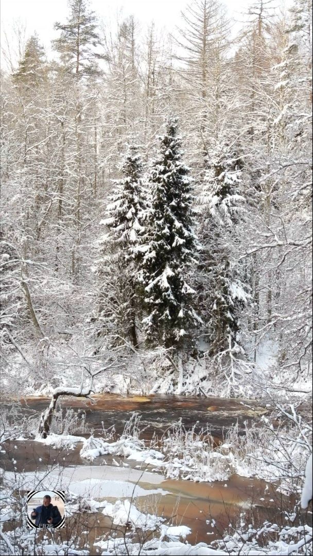 Линдуловская роща, Новогодние каникулы 2026. Наблюдение за птицами #линдуловскаяроща #хохлатаясиница