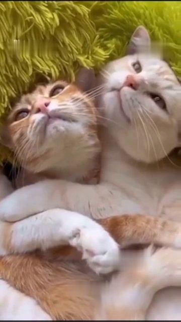 Кото отношения 😻