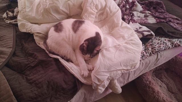 63-Хранение зеленых томатов в шкафу. и Мурзик любит помягче да почище🤣(07.09.21)