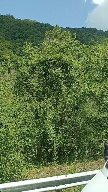 Горные дороги края Душети (Грузия) 22.06.2025