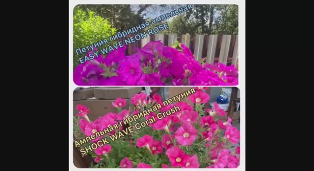 Петуния SHOCK WAVE Coral Crush, Петуния EASY WAVE NEON ROSE взошла 16.01.2026