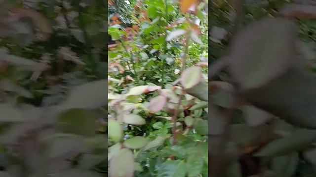 мое МК по обрезке роз