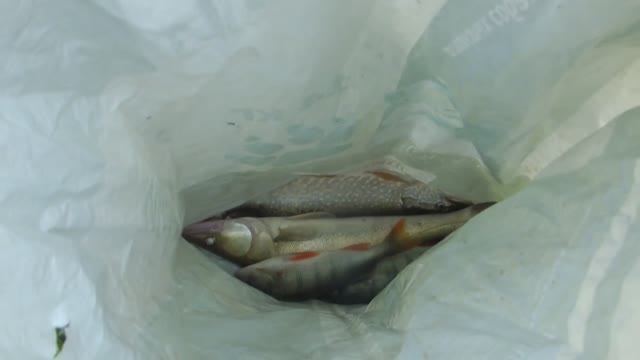 Неудачная рыбалка.