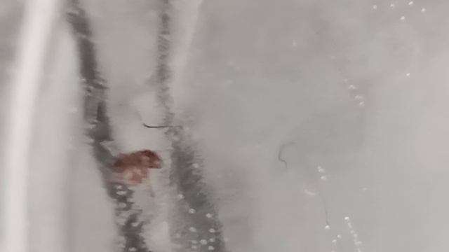 эксперимент с муравьём