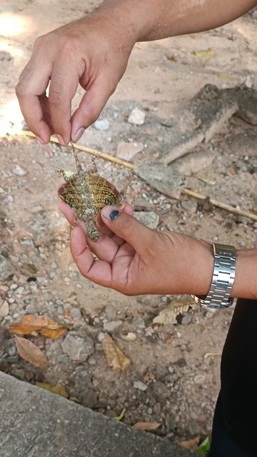 Летучий дракон в Национальном парке Као Сок, Тайланд (Draco in National Park Kao Sok, Thailand)