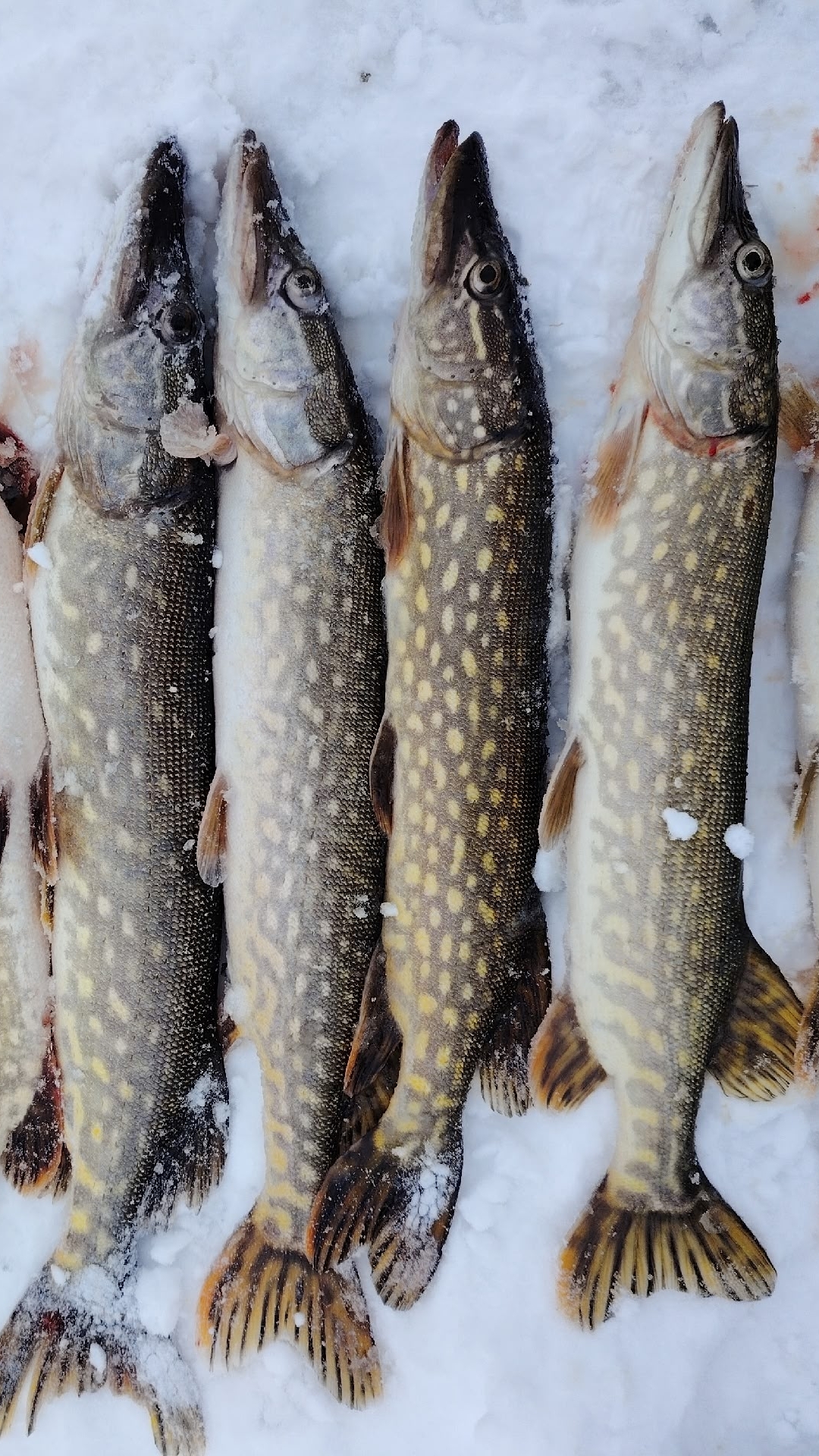 Казус на рыбалке. #рыбалка #топ