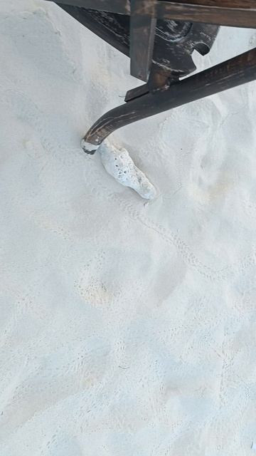 Выслеживаем краба! Камаду, Мальдивы, январь 2026 (Tracing a Crab, Kamadhoo, Maldives, January 2026)