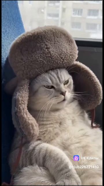 Без билетник