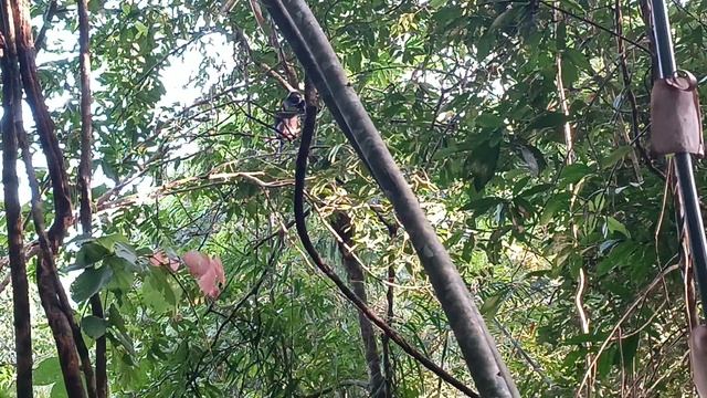 Обезьяны в Национальном парке Као Сок, Тайланд (Monkeys in National Park Kao Sok, Thailand)