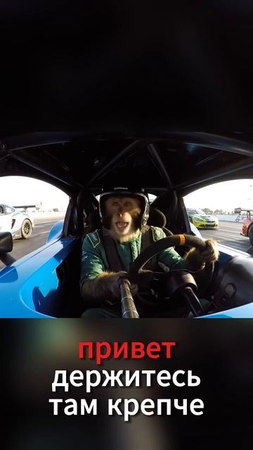 Блог обезьян/ии/влог