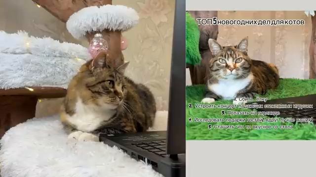 Новогодний мемы от подписчиков