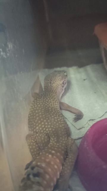 Милота от подростка эублефара. 15 января 2026 г.