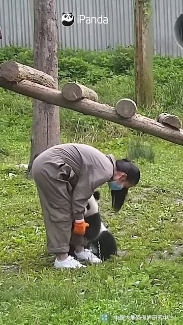 Милые панды.