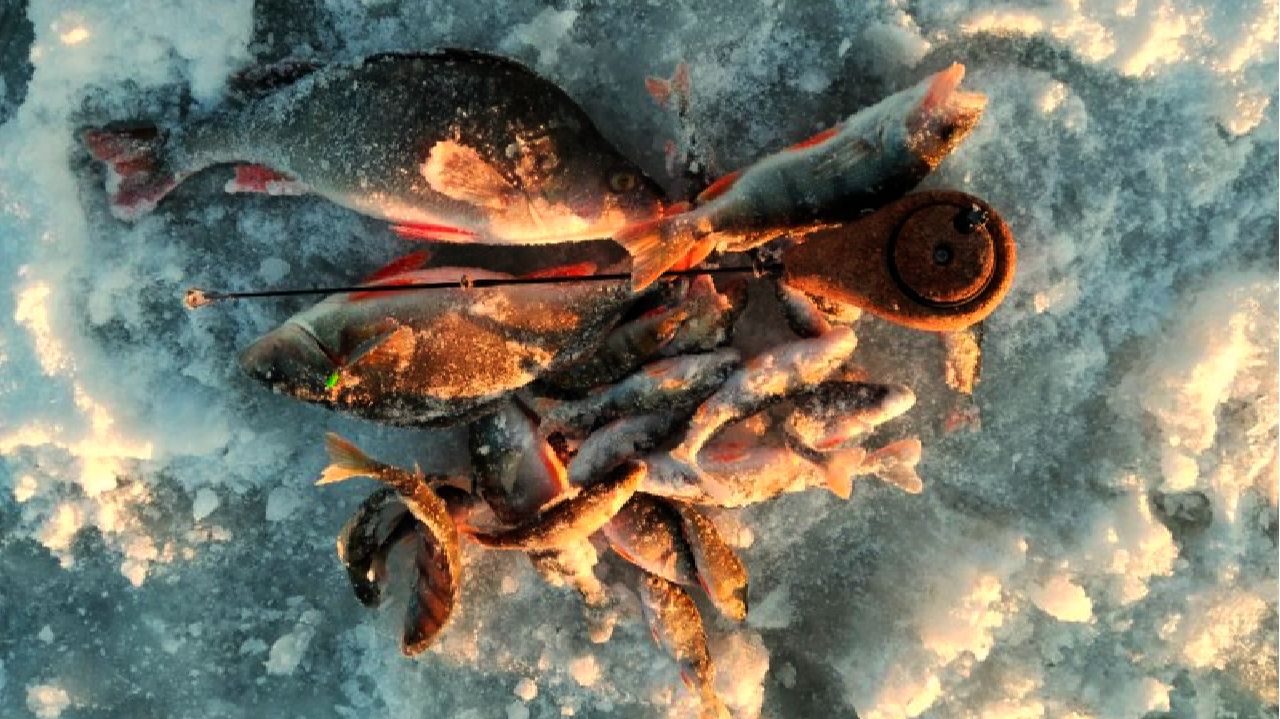 Ловля окуня на блёсны. Предглухозимье