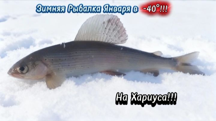 Суровая Зимняя Рыбалка на Хариуса в -40°!!! 
 Январь 2026!!!