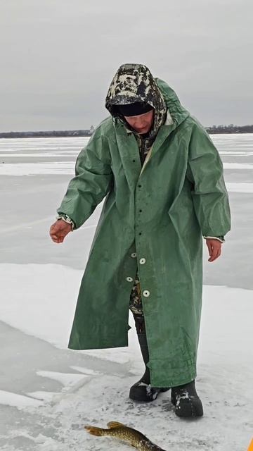 Всё таки клюнула. #рыбалка #shorts