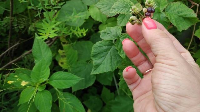 52-моя ДАЧА мой ОГОРОД ..да чего ж хороши мои помидорки😁1 часть( 14.08.-15.08.21)