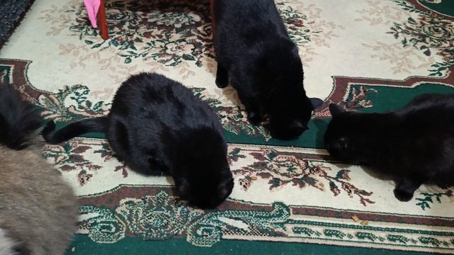 Забавные кошки