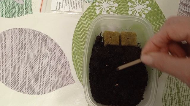 Сажаю ХВОЙНИКИ СЕМЕНАМИ 🌲 В первый раз