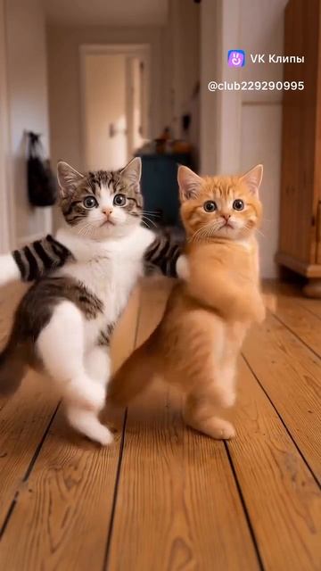 Танцующие котики