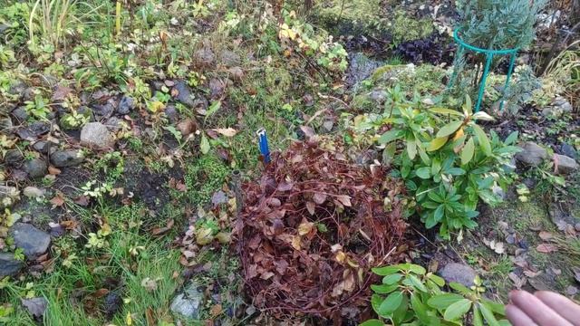 76-ДАЧА .Снимаю с опор клематисы..2 часть(05.11.-06.11.21)