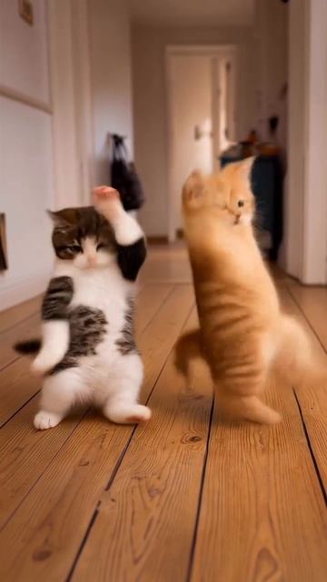 Котятки зажигают в танце