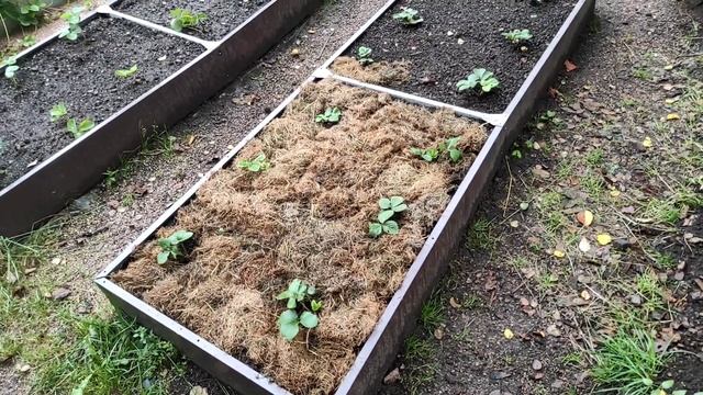 50-моя ДАЧА мой ОГОРОД..пересадка клематиса 2 часть(07.08.-08.08.21)