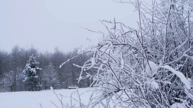 Почему 17 января, все станет ясно_