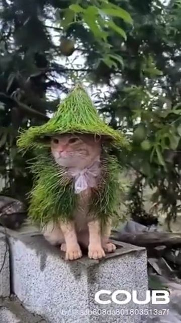 мудрый кот.