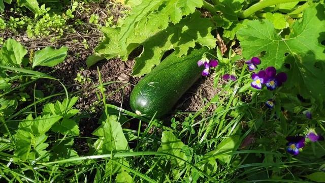 55-моя ДАЧА..Едем на дачу на маршрутке.Гиппеаструм цветет в теплице😁1 часть(20.08.-22.08.21)