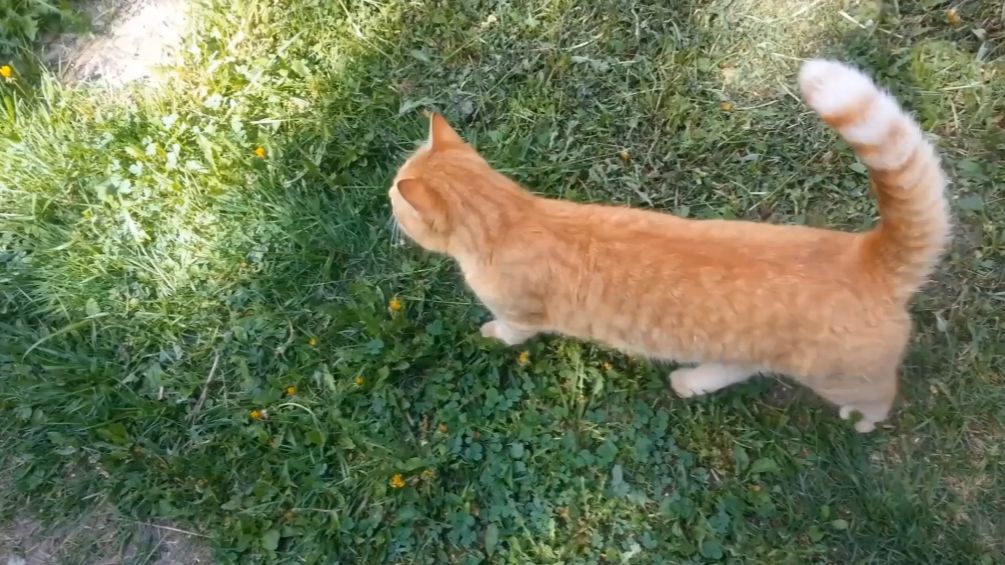 Рыжий котик