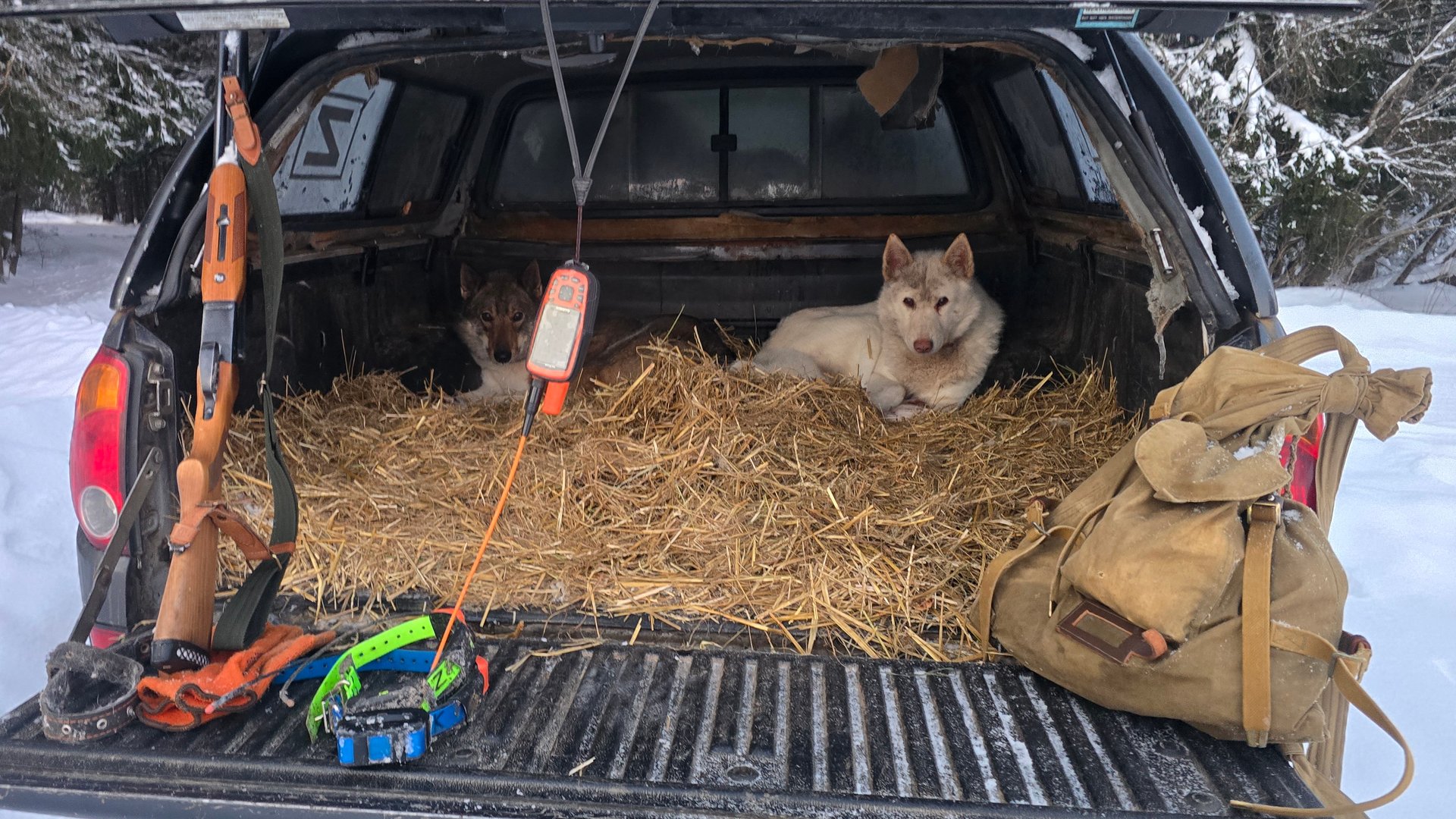 Куница даёт след