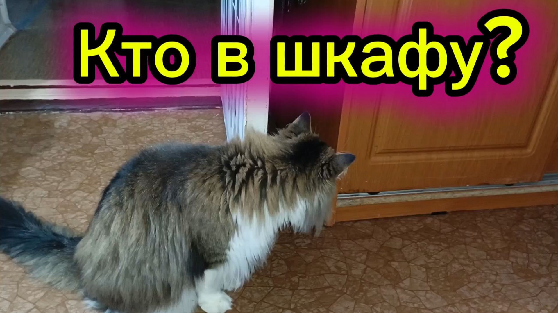 Забавные котики . Кошка в шкафу.
