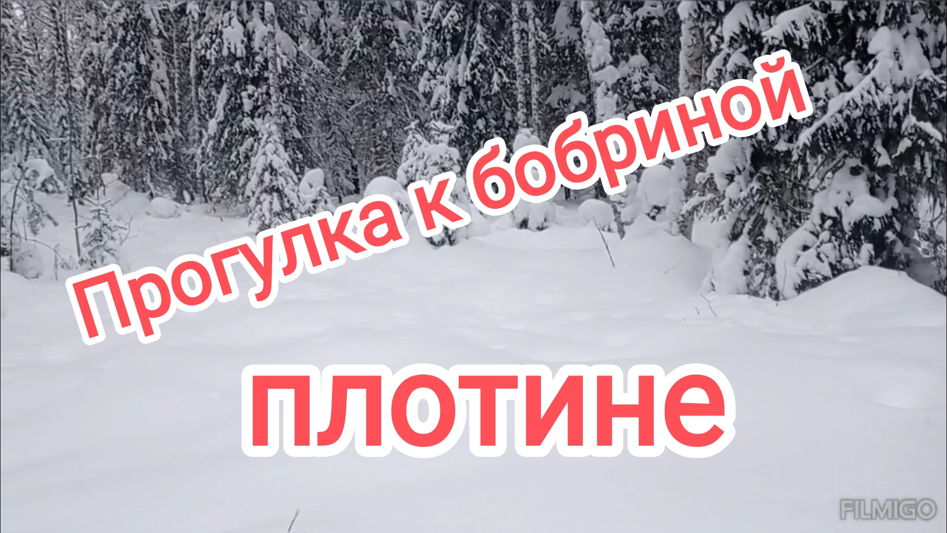 Прогулка к бобровой плотине