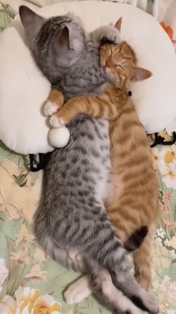 Обнимашки по‑кошачьи))