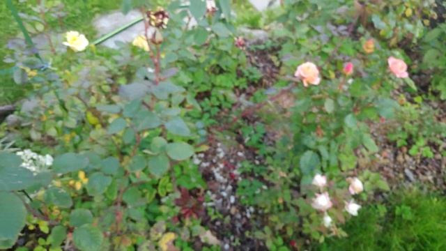 69-ДАЧА мой огород..Отличная  погодка..1 часть(02.10.-03.10.21)