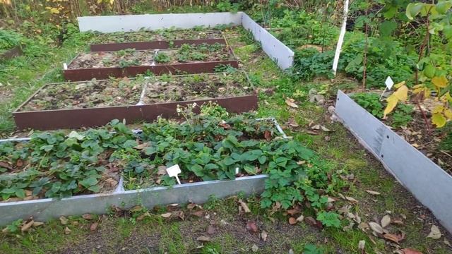 71 ДАЧА..Навожу порядок на участке 3 часть(02.10.-03.10.21)