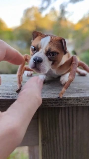 YouCut_20251206_125029471.mp4