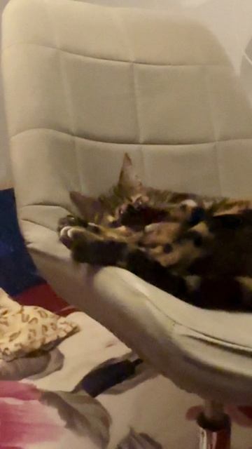 За кулисами жизни Арчи.