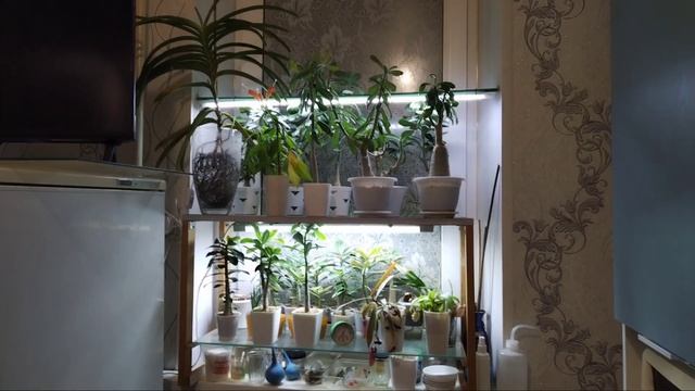 Жизнь за кадром. Перестановка и обзор растений 😉