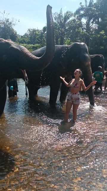 Купание со слонами в Национальном парке Као Сок, Тайланд (Bathing with Elephants in Kao Sok, Thai)