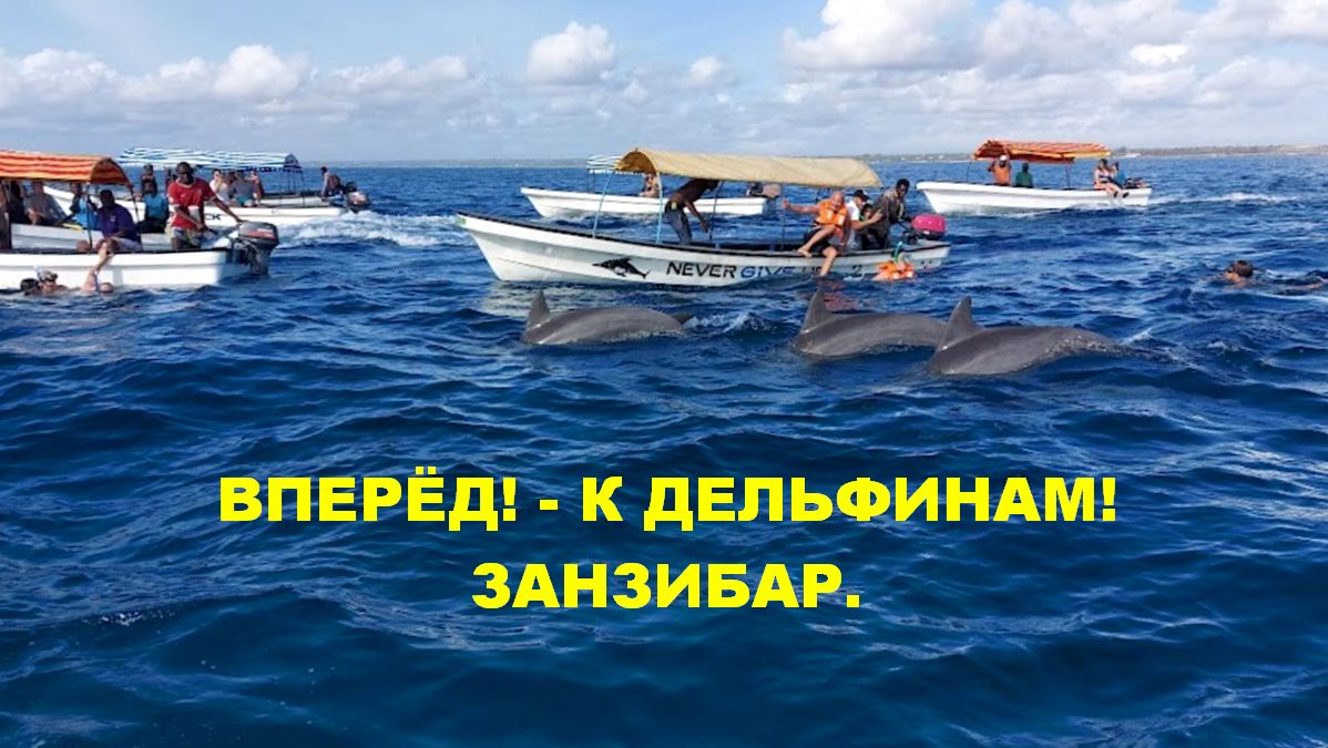 Сафари с ДЕЛЬФИНАМИ. Индийский океан. Отдых на ЗАНЗИБАРЕ!