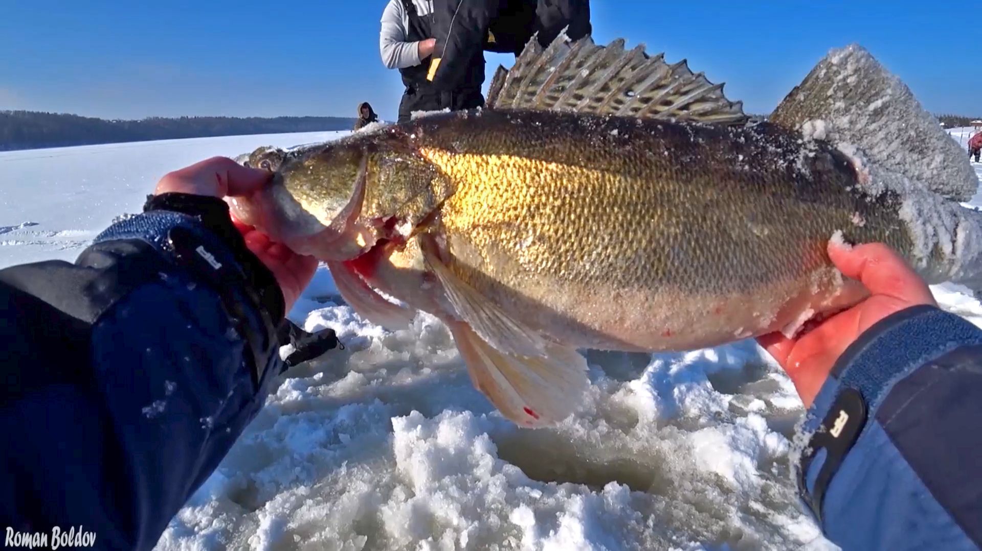ЗИМНЯЯ РЫБАЛКА НА СУДАКА. КИТАЙСКИЙ ВИБ ЛОВИТ ТРОФЕЙНЫХ СУДАКОВ. Ловля судака на реке Волга.