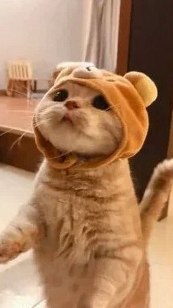 Смешное видео (Часть 10) Коты