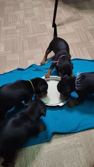 2026.01.09. Щенки кушают.