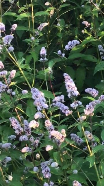 Ленинградская область. Хвойное. 29.07.2024. Дача. И цветы и приправа. Мята перечная