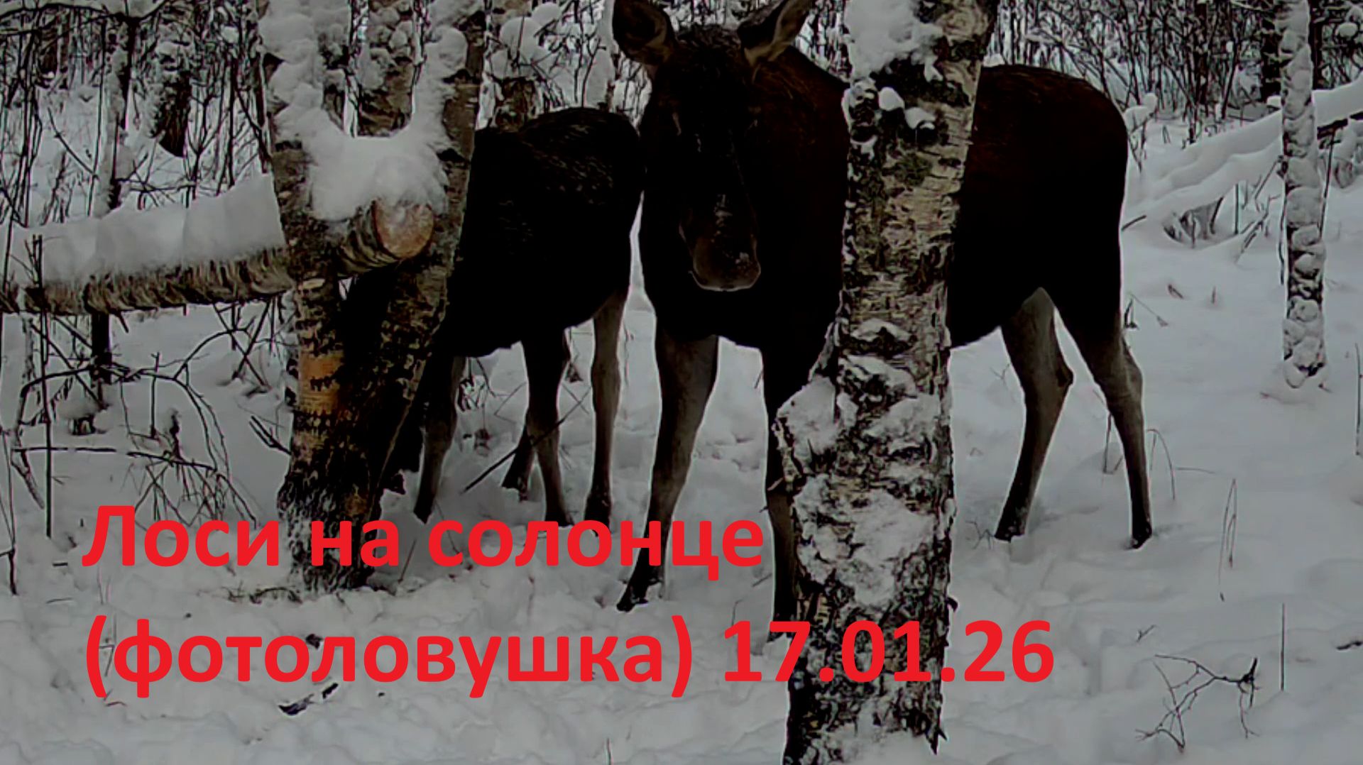 Фотоловушка 17.01.26. Лоси распробовали солонец. Ружьё Kral Arms Raptor 12/76. Опробовал снегоступы.